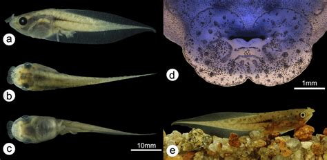 Tadpole A Tadpole Stage 37 In Lateral View B In Dorsal View