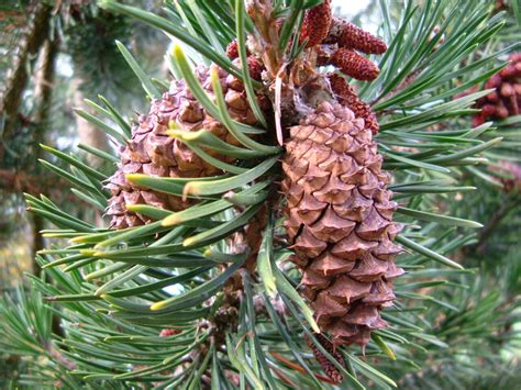 Lodgepole Pine Encyclopedia Of Life