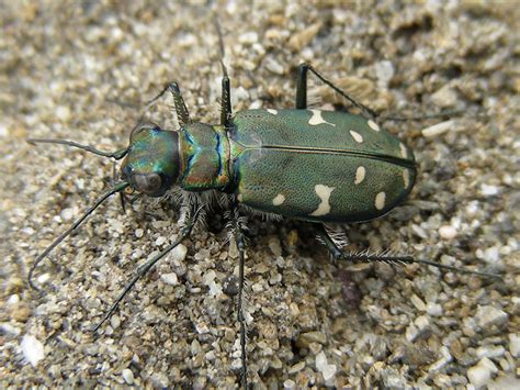 ONH Insects Oregon Tiger Beetle