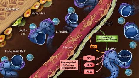 科学网—《自然—细胞生物学》：北京生命科学研究所 清华大学沈博团队揭示骨髓移植后神经促进造血干细胞和血管再生的机制 小柯生命的博文