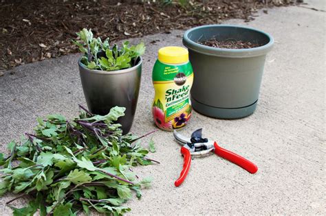 Casa De Luna Creations Propagating Mums