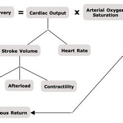 The Relationship Between Oxygen Delivery Cardiac Output Arterial Download Scientific Diagram