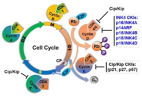 Cell Cycle And Apoptosis Control Mechanism EXAM A2Z