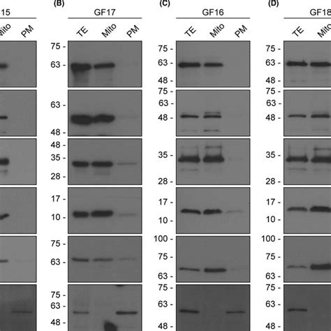Expression And Mitochondria Targeting Of Nitrogenase Proteins In Download Scientific Diagram
