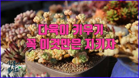 다육이 키우기 꼭 이것만은 지키자 Youtube