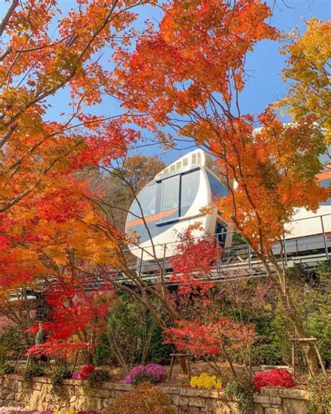 서울근교 가을 단풍 명소ㅣ화담숲 축제 일정 방법 모노레일 주차 꿀팁 네이버 블로그