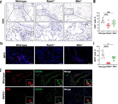 Sars Cov 2 Z Rna Activates The Zbp1 Ripk3 Pathway To Promote Virus