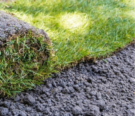 Buy Fresh Sod Santa Rosa Local Farm Delivery And Installation