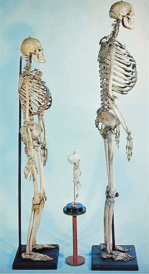 Tallest Human Skeleton Ever Found Harappa Grave Of Ancient Couple