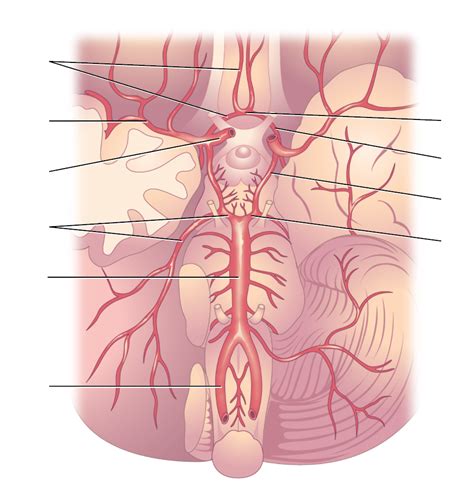 Base Of The Brain Diagram Quizlet