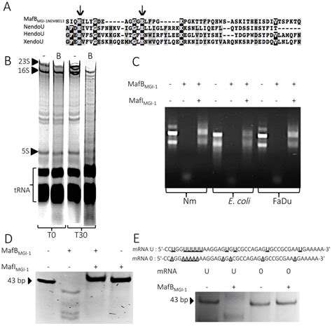 Mafbmgi 1nem8013 Is A Bacterial Endou Nuclease A Partial Sequence Download Scientific Diagram