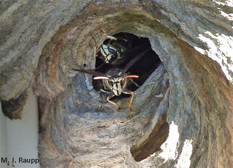 An Inside Look At Baldfaced Hornets Dolichovespula Maculata — Bug Of