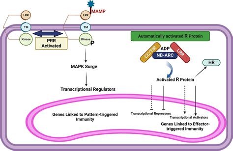 The Diagram Depicts The Concepts Of Pattern Triggered Immunity Pti Download Scientific