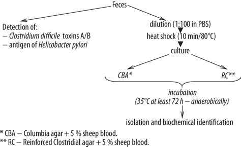 Diagnostic Scheme For Fecal Samples Download Scientific Diagram