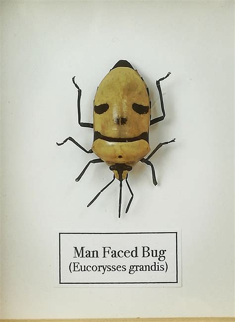 Man Faced Bug Eucorysses Grandis Framed Real Specimen Etsy Uk