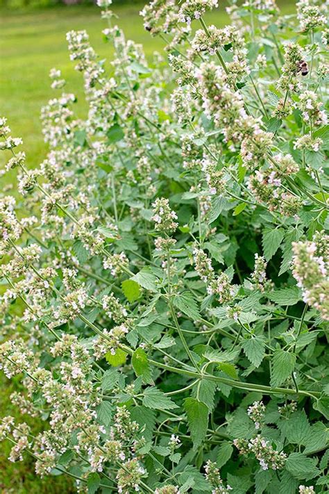 Catnip Vs Catmint Know The Differences Before You Plant Shade
