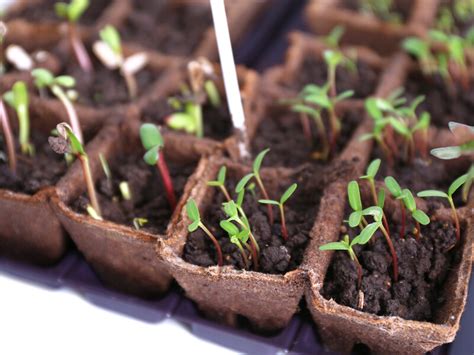 Розчиніть це у воді і зберете максимальний урожай Як правильно замочувати насіння перед