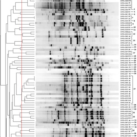 Fingerprinting Dendrogram Of Similarity Based On The Box Pcr Profiles