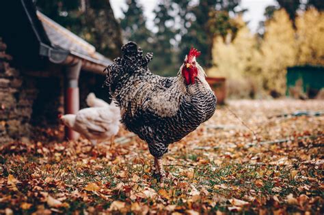 картинки : курица, петух, Galliformes, Домашняя птица, клюв ...