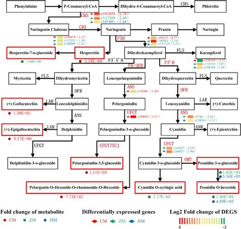 Transcript Profiling Of Genes In The Phenylpropanoid And Flavonoid