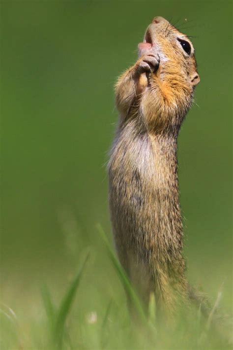 Chipmunk Love Blank Template Imgflip