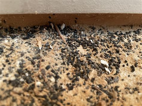 Termite Frass Rtermites