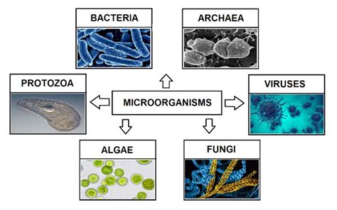Major Microbial Groups Bacteria Viruses Fungi Protozoa Algae