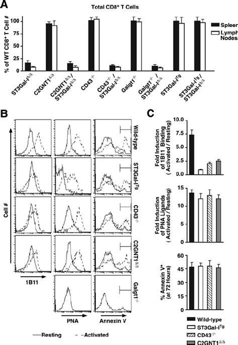 O Glycan Structure Secretory Pathway Positioning And Protein Or