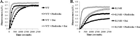 Actin Polymerization Kinetics In The Presence Of Phalloidin