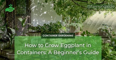 How To Grow Eggplant In Containers A Beginners Guide