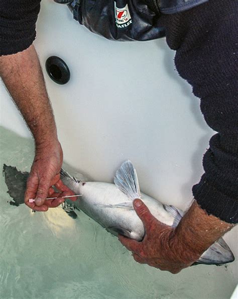 Techniques For Releasing Fish Caught From Deep Water The Fishing Website