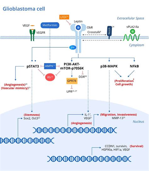 Leptin And Associated Signaling Pathways That Influence The Development