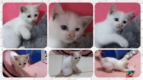 Cccutecats Cute Kittens Putih 🐱🤍 Was A Street Kitten Youtube