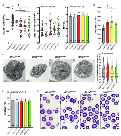 Moderate Thrombocytopenia In Gfi1b Dn Mice A Platelet Counts Large Download Scientific