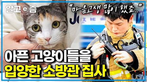 아예 못 움직였어요” 출동 나가서 구조한 고양이 사람 학대로 앞발이 절단된 세 발 고양이를 입양해 키우는 소방관 집사│고양이를 부탁해│알고e즘 Youtube