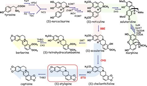 Isoquinoline Alkaloid Biosynthetic Pathway Tat Tyrosine Download