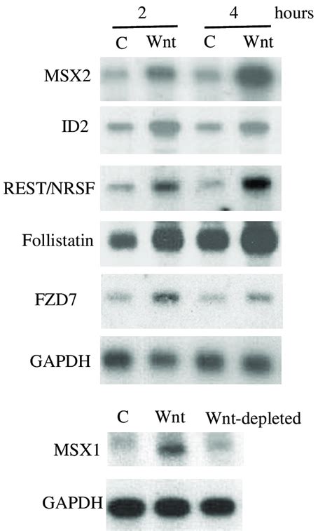 a confirmation of microarray data using northern analysis northern