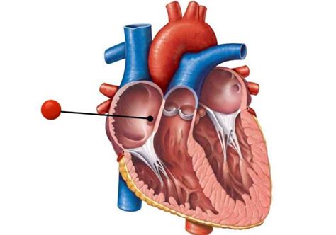 Internal Structure Of The Heart Part 1 Master Medical Terms