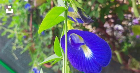 녹색 잎이있는 푸른 꽃의 클로즈업 사진 Unsplash의 무료 라시비 이미지