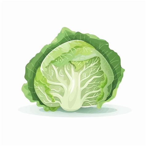 Premium Vector Realistic Cabbage Leaves Vector Set