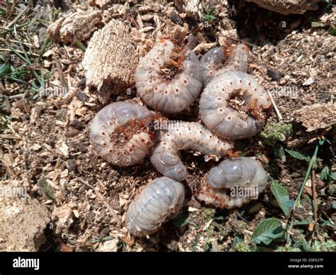 Rhino Beetle Larvae On The Ground In Sawdust Rhinoceros Beetle Stock