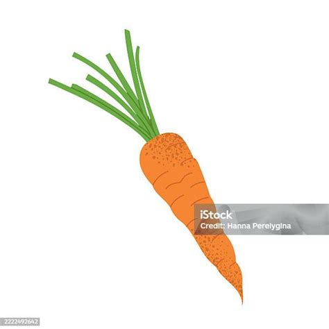녹색 잎을 가진 당근 편평한 손으로 그린 야채 건강한 뿌리 음식 흰색 배경에 고립 된 벡터 그림입니다 건강한 생활방식에 대한 스톡 벡터 아트 및 기타 이미지 Istock
