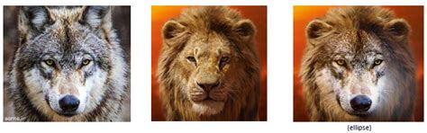 Github Kaushikram31pyramid Blending