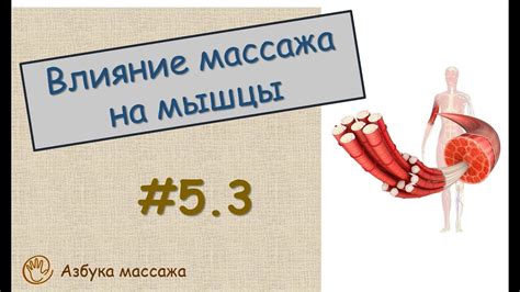 Влияние массажа на мышцы | Урок 5, часть 3 | Обучение массажу - YouTube