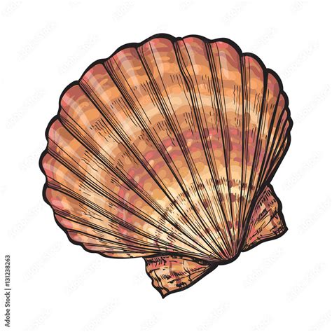 Colorful Scallop Sea Shell Sketch Style Vector Illustration Isolated