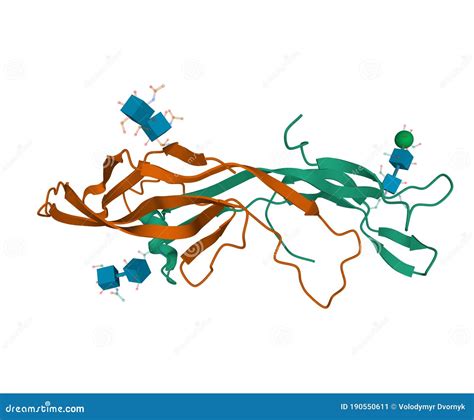 Follicle Stimulating Hormone Stock Photo CartoonDealer Com
