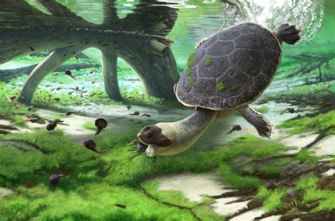 New Species Of Frog Faced Turtle Discovered In Madagascar Brightvibes