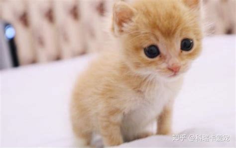 小奶猫总是咬人挠人怎么办科瑞卡科普 知乎