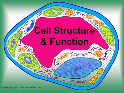 Ppt Unit 2 Part 1 Cell Structure And Function Membrane