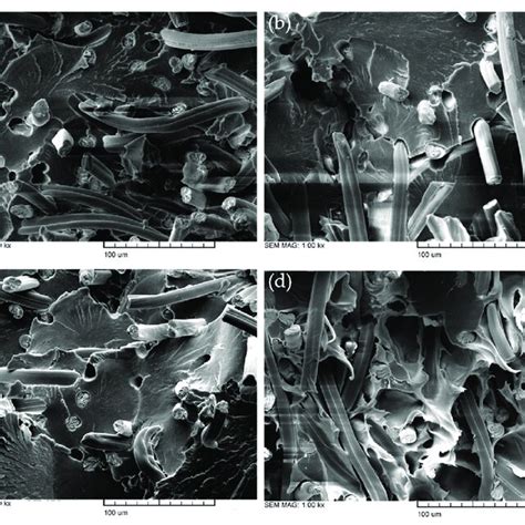 Sem Pictures Of Pa5 10 Rcf20 S504 A T504 B H504 C And W504 D Download Scientific